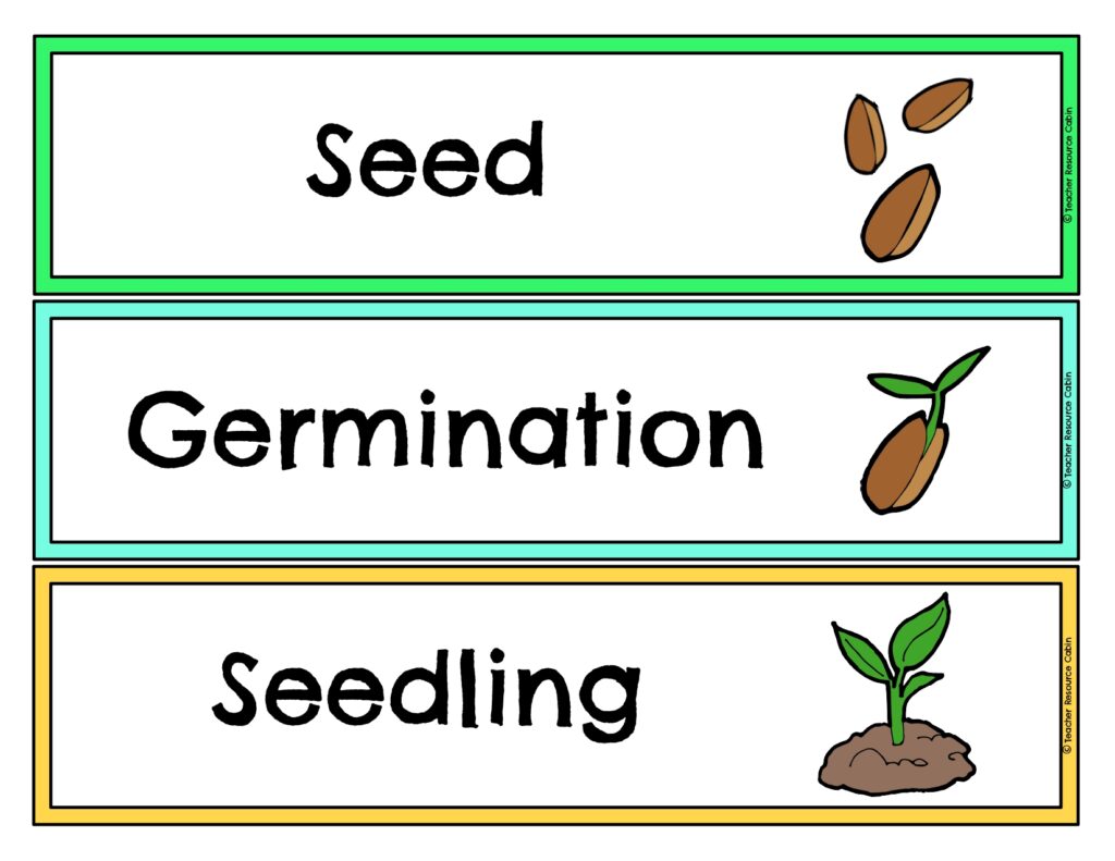 Grade 3 SCIENCE Word Wall and Posters (NEW 2022 Ontario Curriculum ...